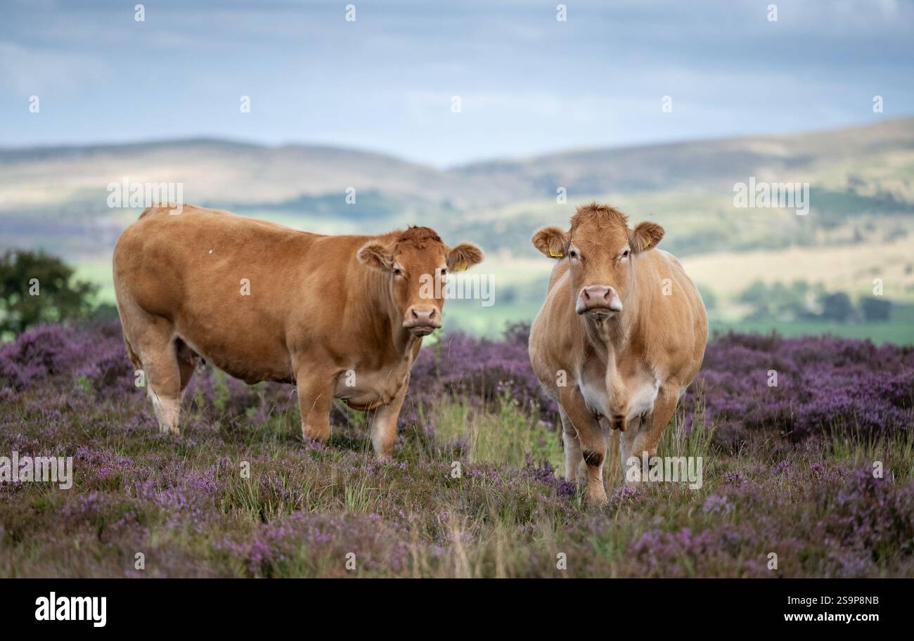 black and red limousin cows grazing a heather pasture Stock Photo - Alamy