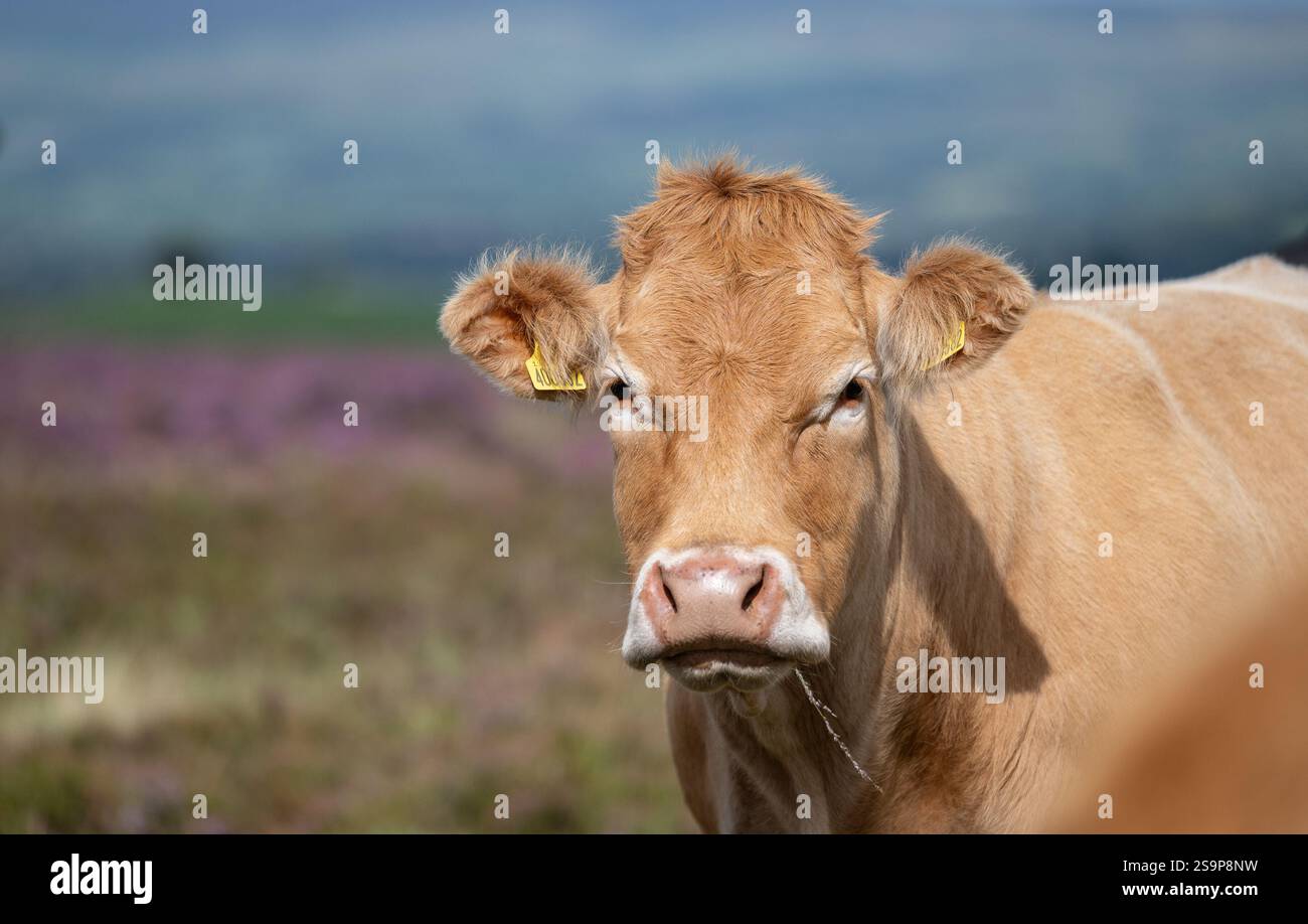 black and red limousin cows grazing a heather pasture Stock Photo - Alamy
