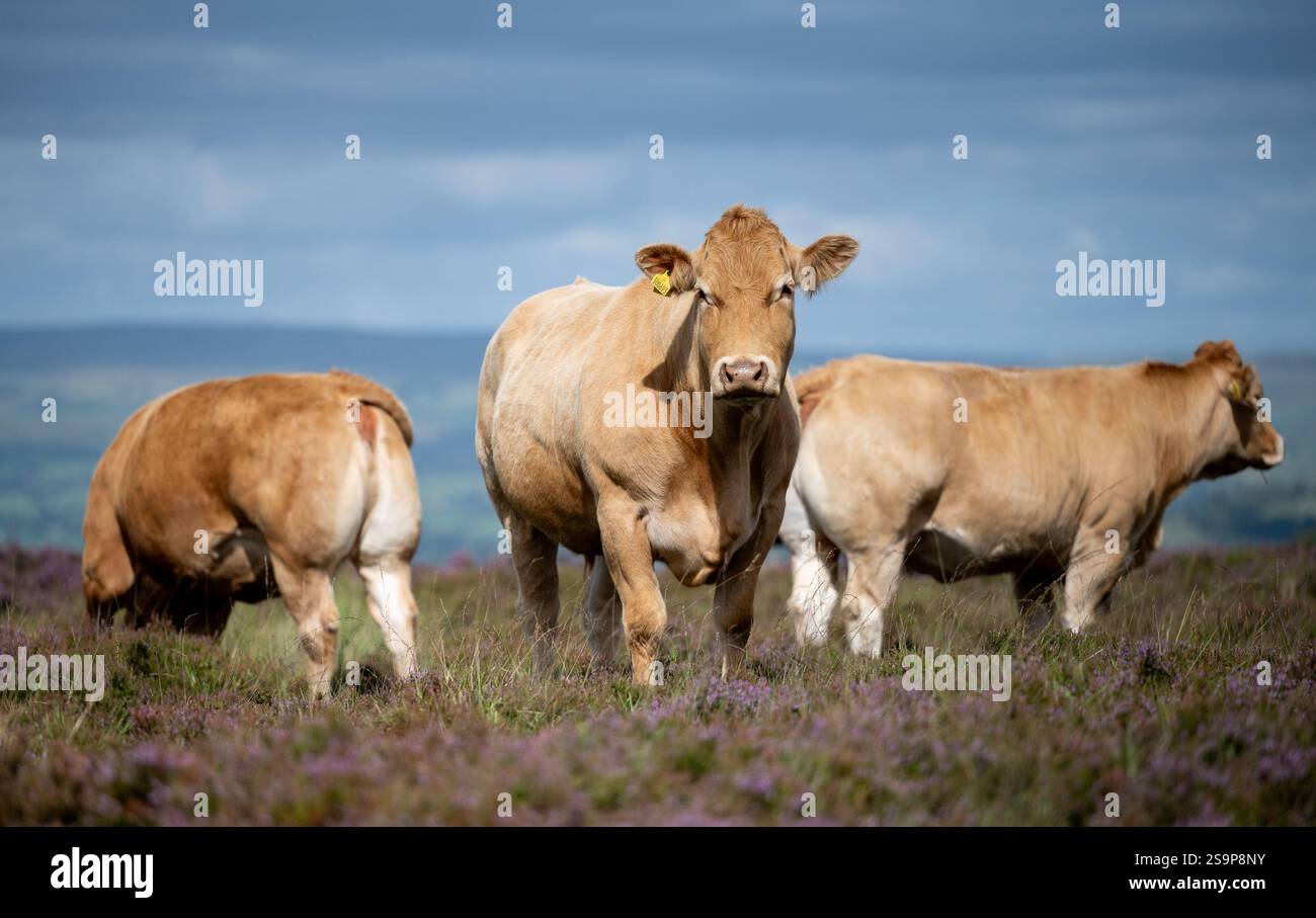 black and red limousin cows grazing a heather pasture Stock Photo - Alamy