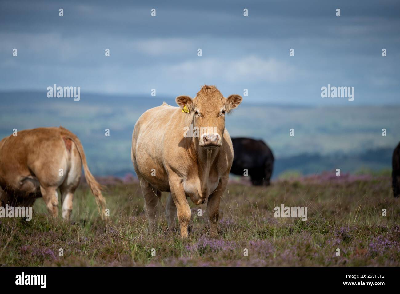 black and red limousin cows grazing a heather pasture Stock Photo - Alamy