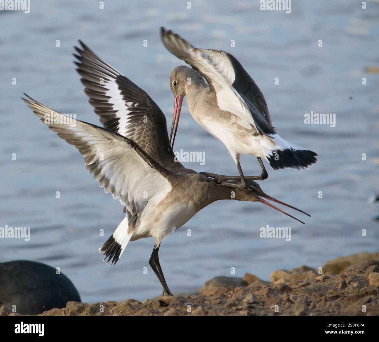 Grey mere tail hi-res stock photography and images - Alamy