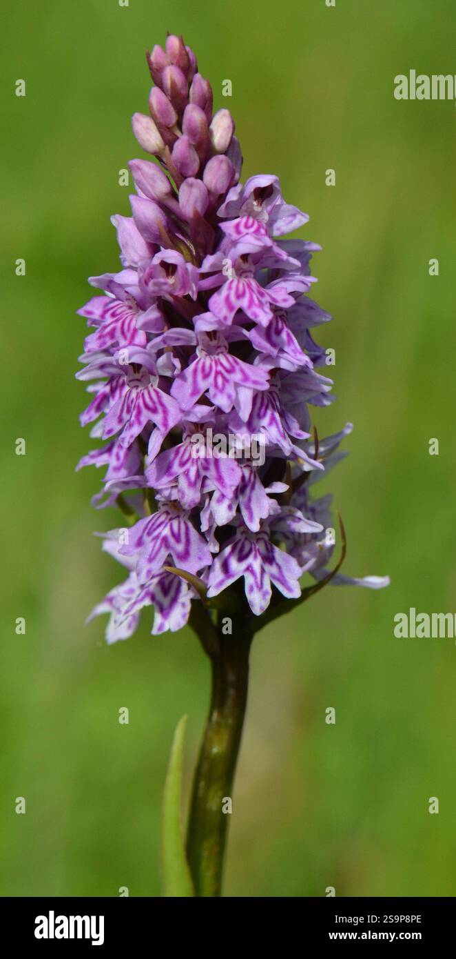 Common Spotted Orchid (Dactylorhiza fuchsii) taken at Brockholes Nature ...