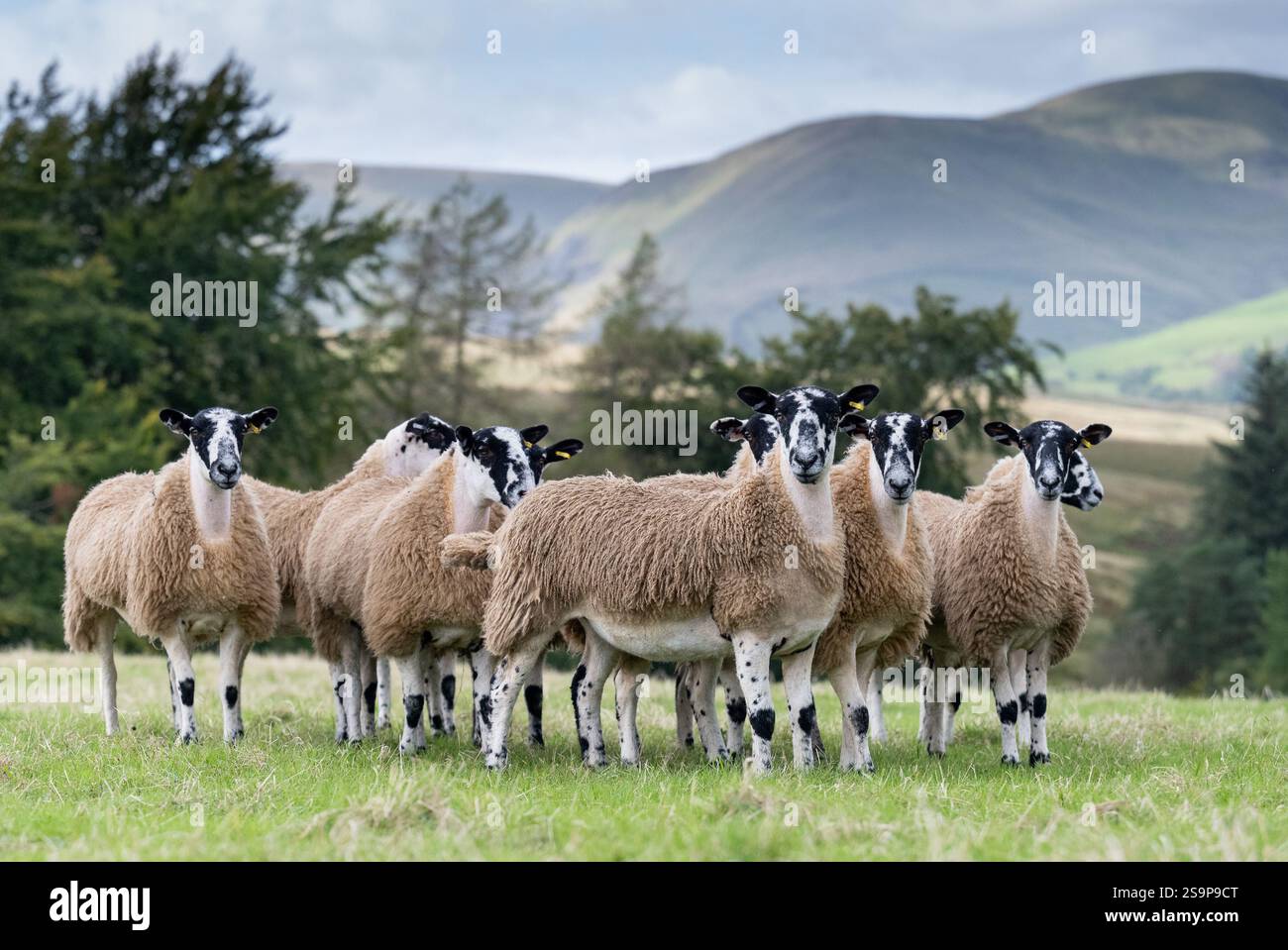 a group of mule ewe lambs ready for a sale posing in a hill farm meadow Stock Photo - Alamy