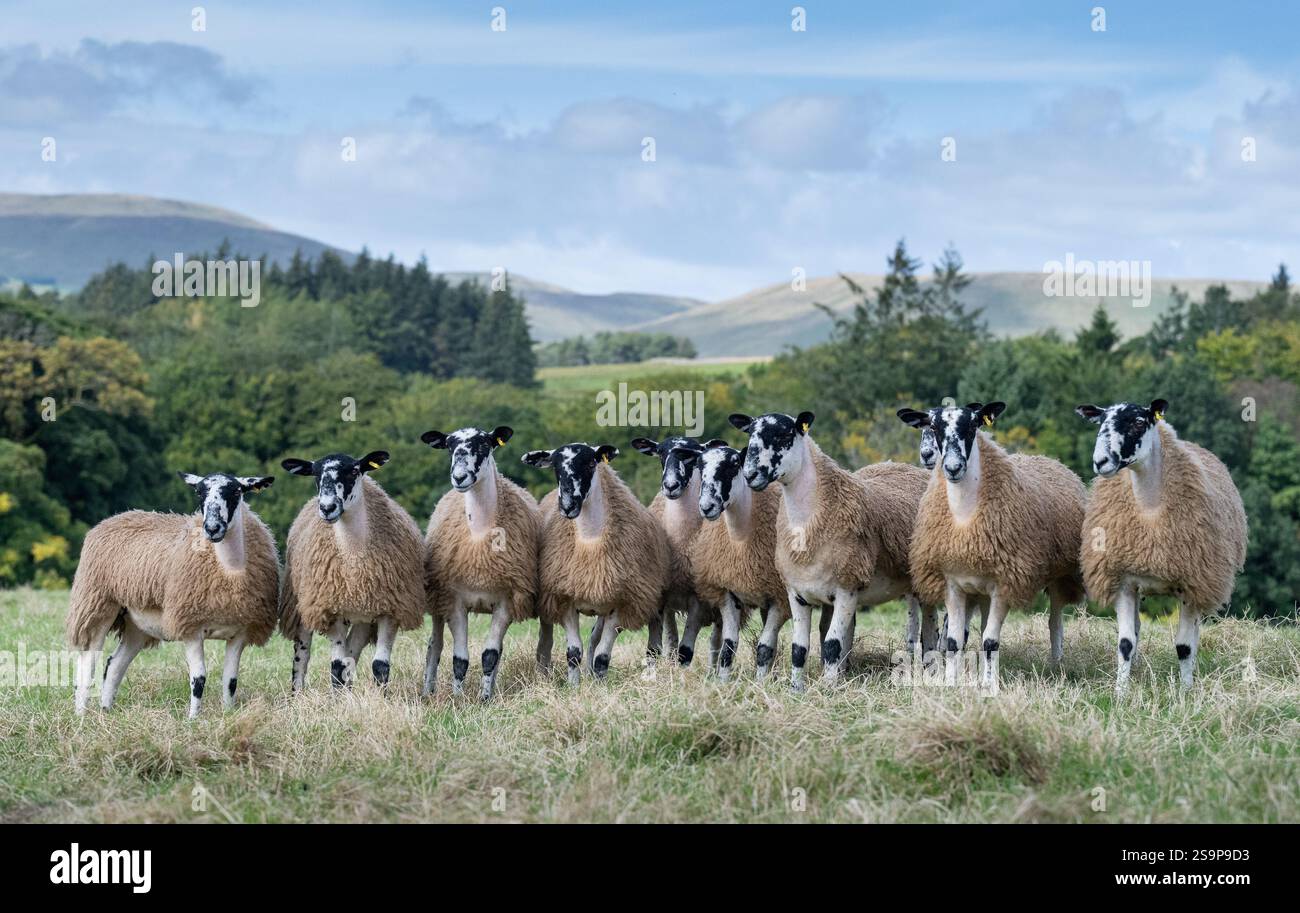 a group of mule ewe lambs ready for a sale posing in a hill farm meadow Stock Photo - Alamy