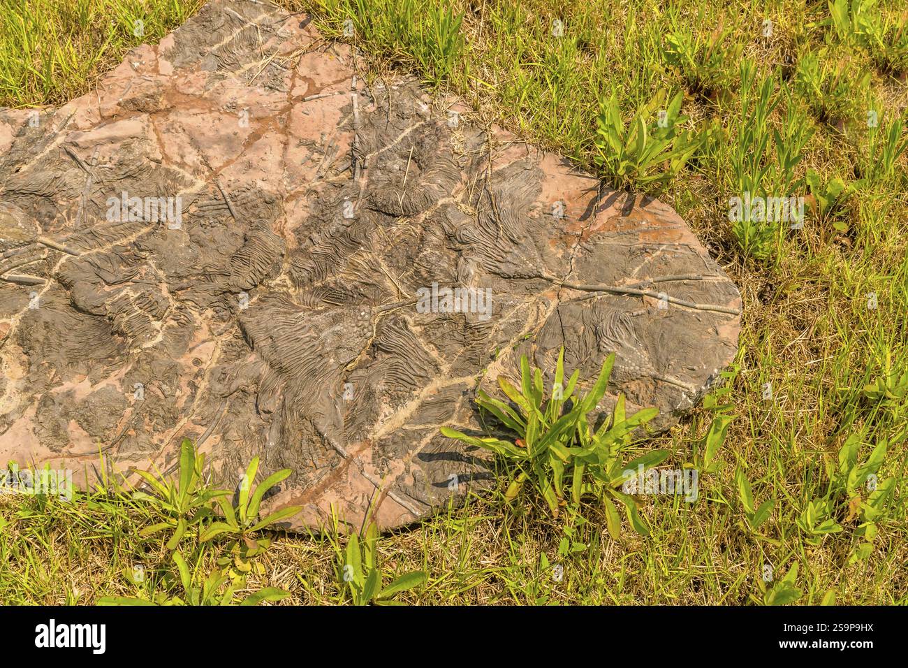 Taean, South Korea, August 14, 2019: Replica of prehistoric plant life ...