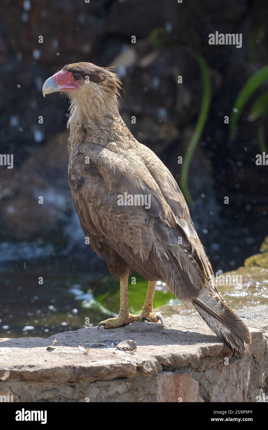 Crested caracara (Caracara plancus), backlight, Pantanal, inland ...