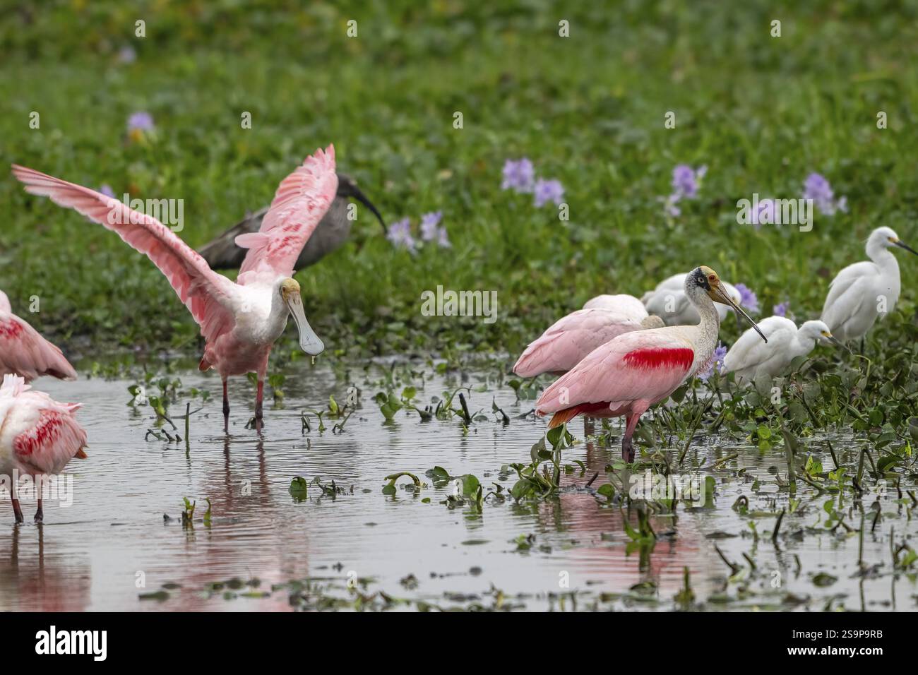 Roseate spoonbill (Ajaia ajaja), Pantanal, inland, wetland, UNESCO ...