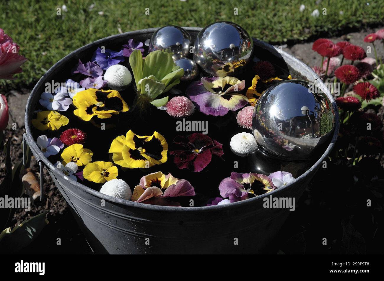 A bucket filled with water, floating colourful flowers and reflecting ...