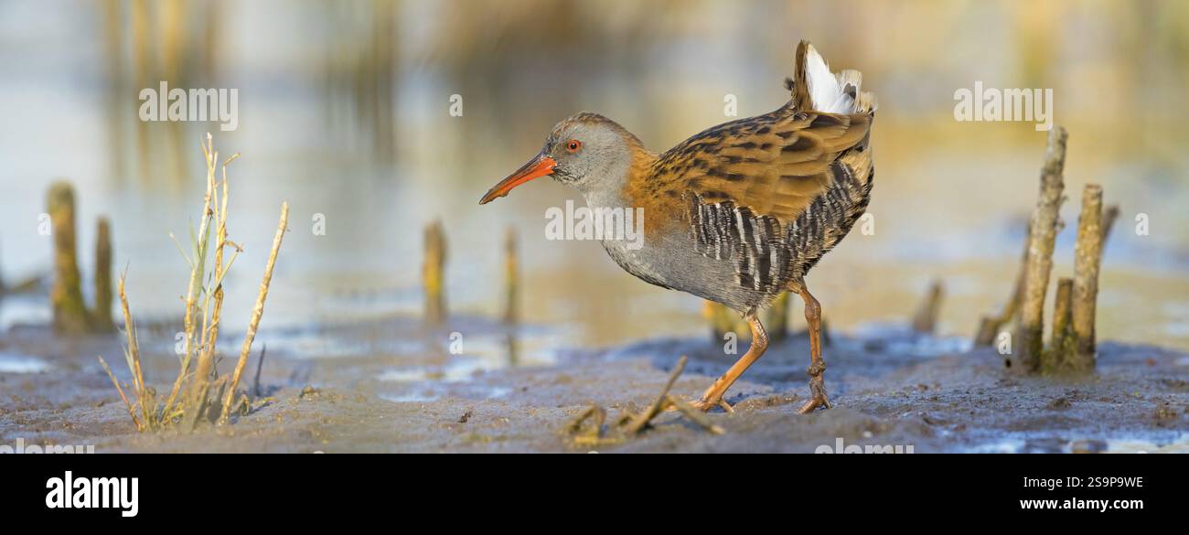 Water rail, (Rallus aquaticus), biotope, habitat, animal, animals ...
