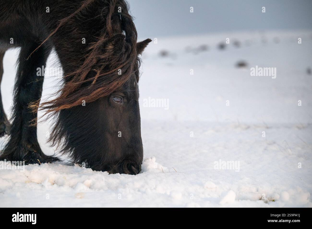 a group of fell ponies on wild baugh fell enjoying the snow storm in ...