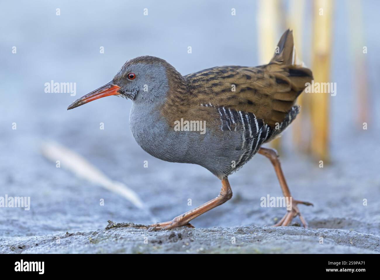 Water rail, (Rallus aquaticus), biotope, habitat, animal, animals ...