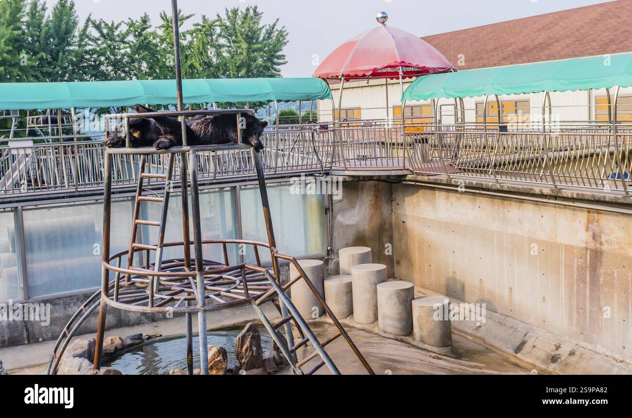 Sejong, South Korea, August 5, 2019: Asiatic black bears laying on ...