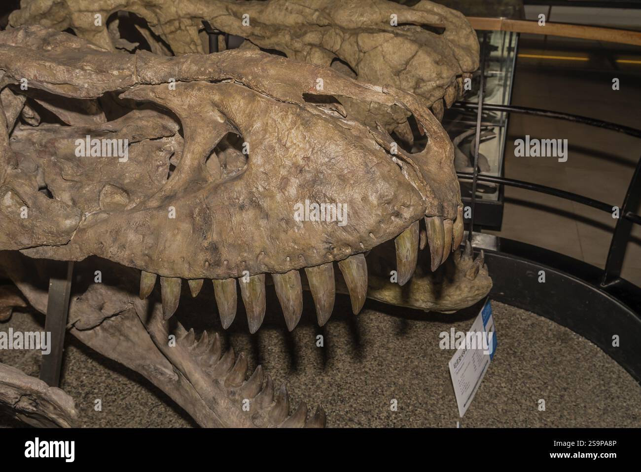 Taean, South Korea, August 14, 2019: Skull and teeth of tyrannosaurus ...