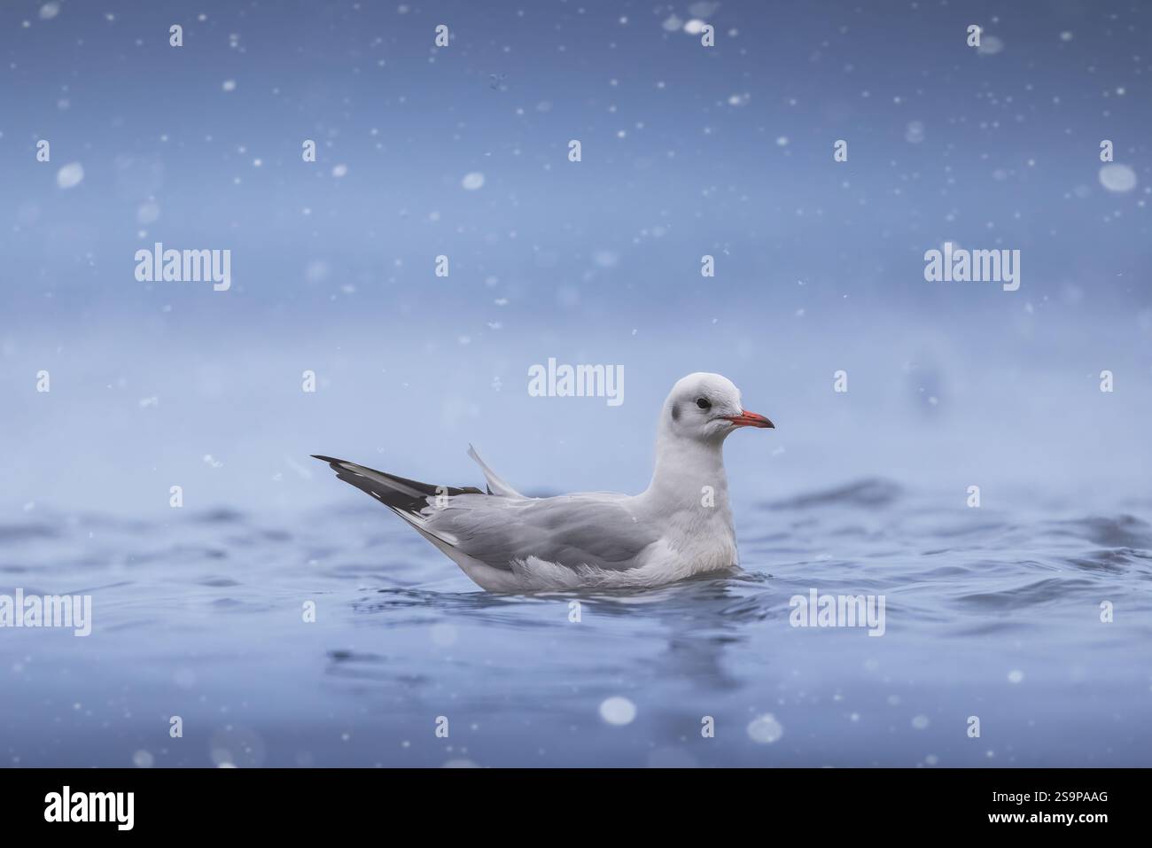 Black headed Seagull on the beach sand during scenic sea sunrise. Gull ...