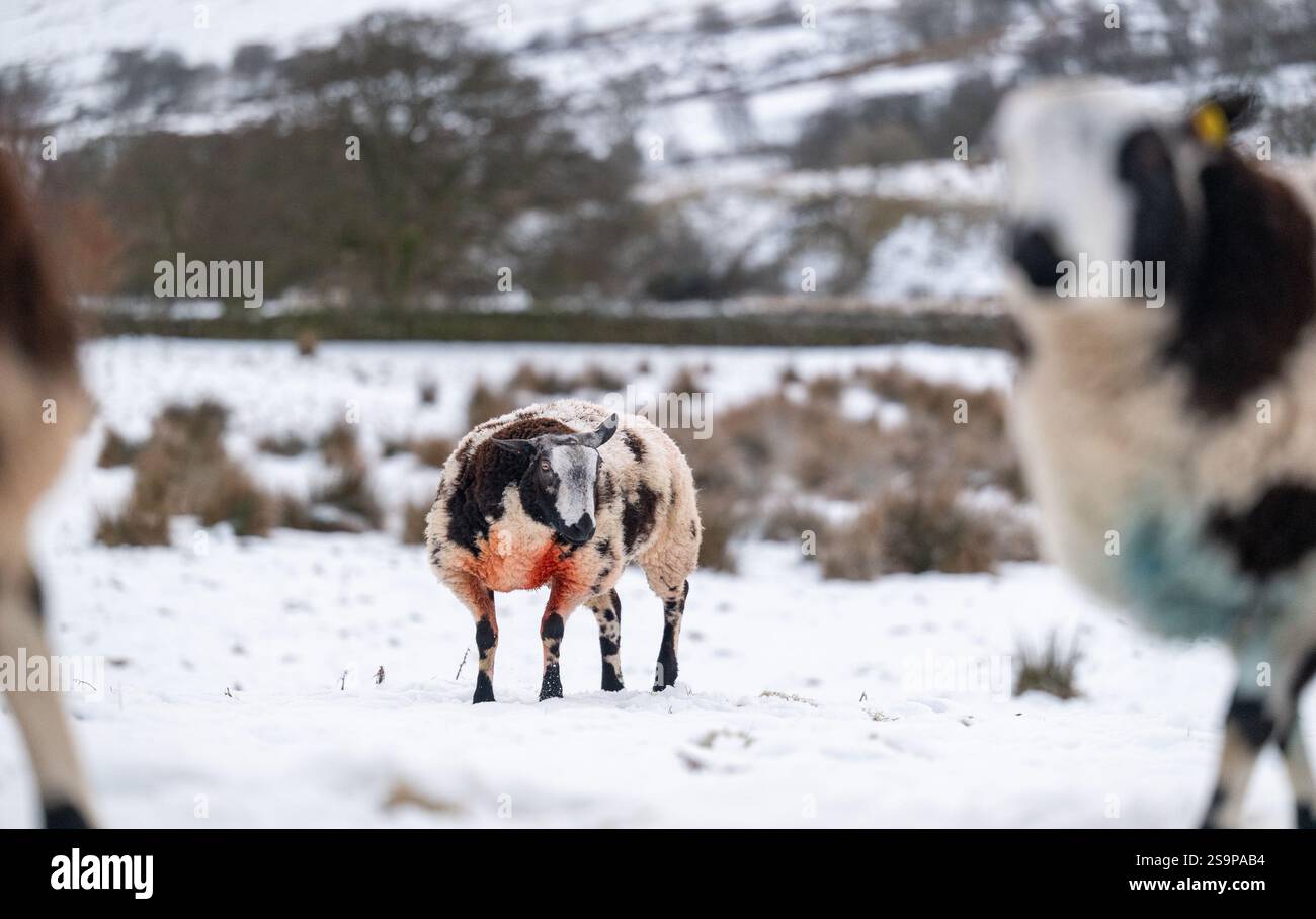 a group of dutch spotted tup lambs enjoying the snow, cumbria, january ...