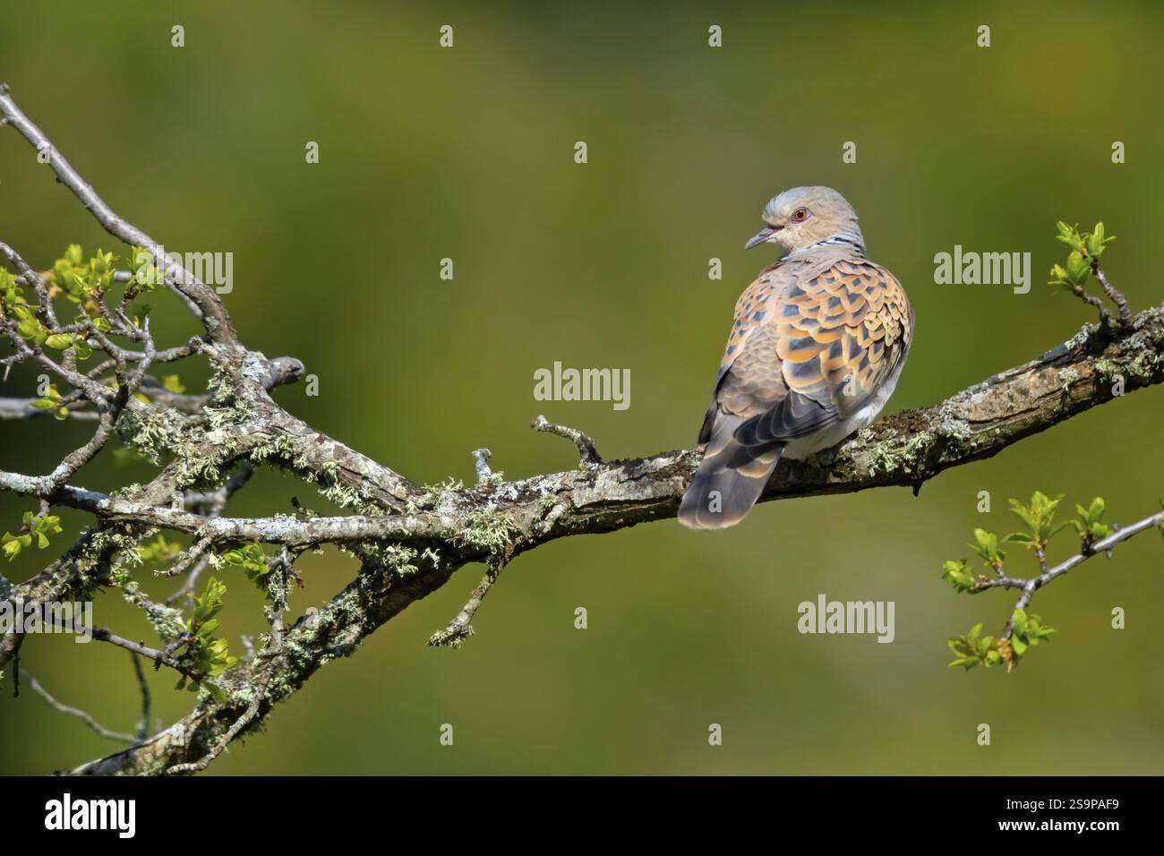 Turtle Dove, (Streptopelia turtur), Animals, Birds, Pigeons, Lesvos ...