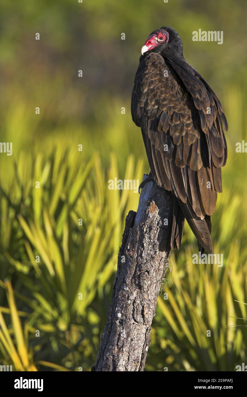 Turkey vulture, (Cathartes aura), vulture, animals, birds, perch ...