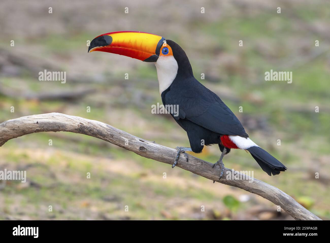 Giant toucan (Ramphastos toco), Pantanal, inland, wetland, UNESCO ...
