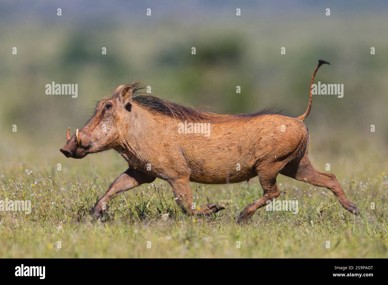 Warthog, (Phacochoerus africanus), animals, mammals, biotope, habitat ...