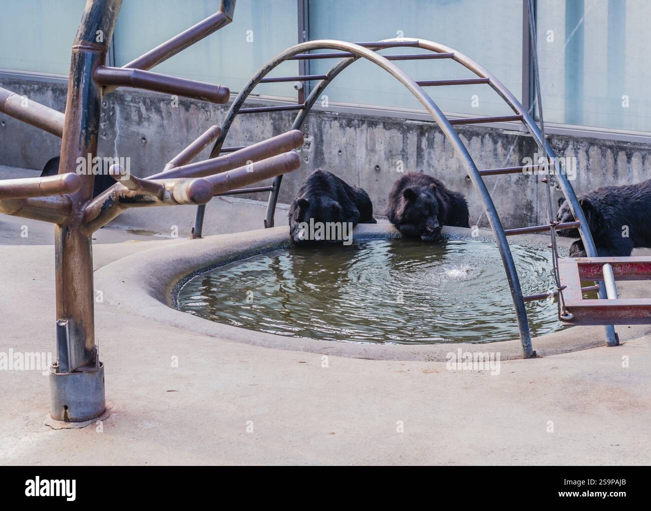 Sejong, South Korea, August 5, 2019: Asiatic black bears drinking from ...