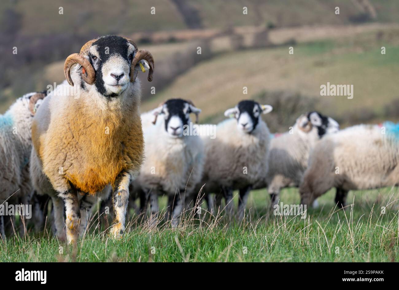 A swaledale shearling ram in tupping time, the yorkshire dales ...