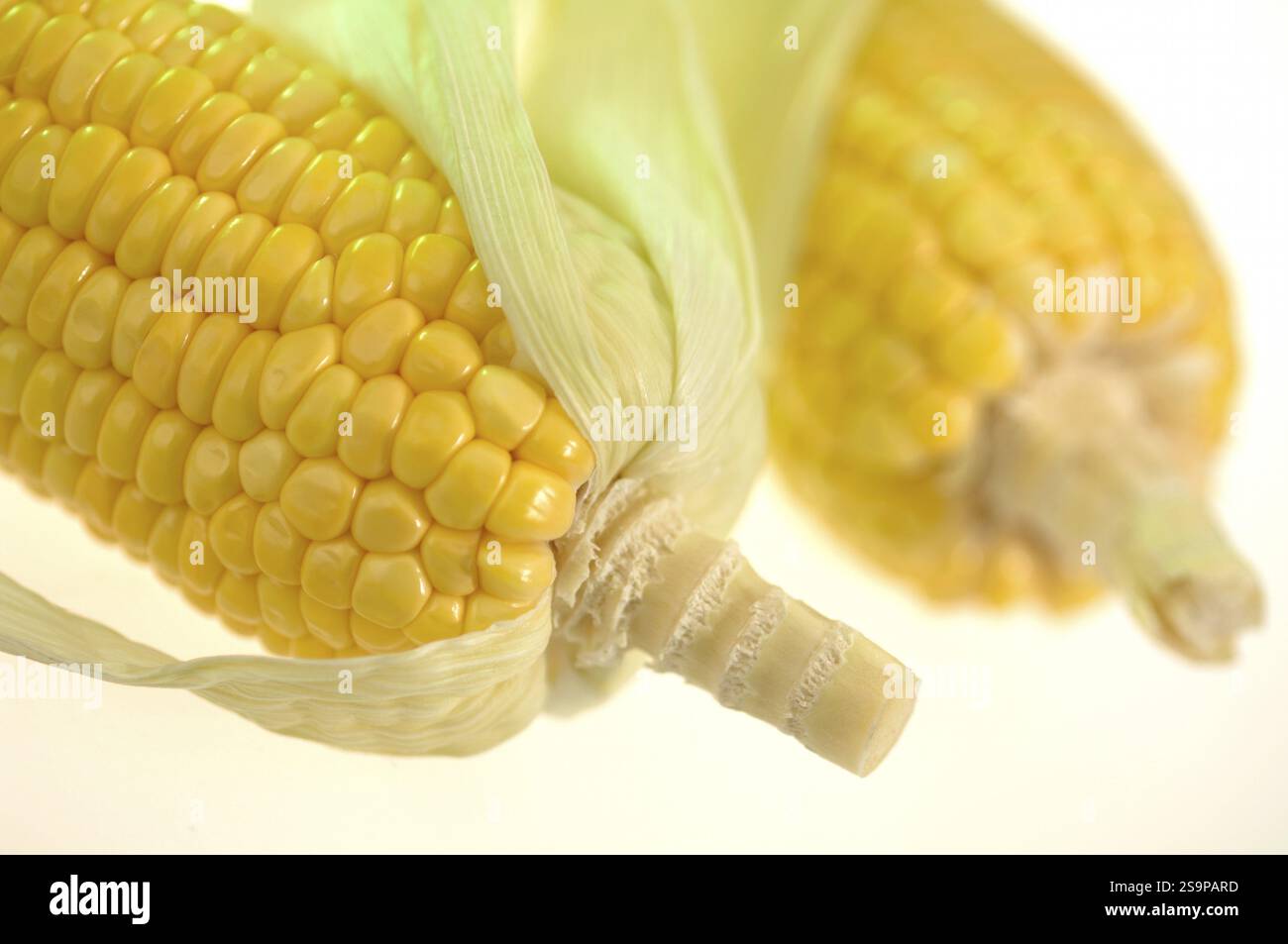 Grain, two grains of corn on a white background Stock Photo - Alamy