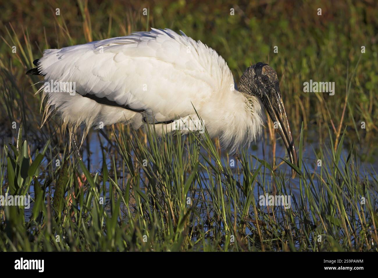 Wood stork, (Mycteria american), biotope, habitat, foraging, family ...