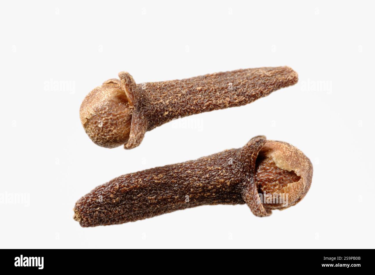 Spices, Two cloves Clavus on a white background Stock Photo - Alamy