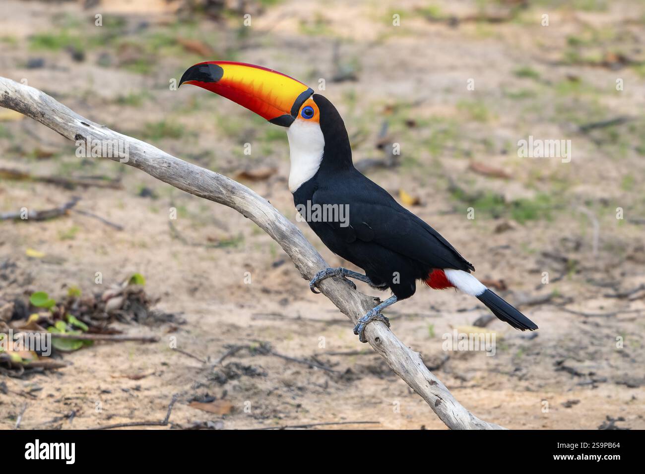 Giant toucan (Ramphastos toco), Pantanal, inland, wetland, UNESCO ...