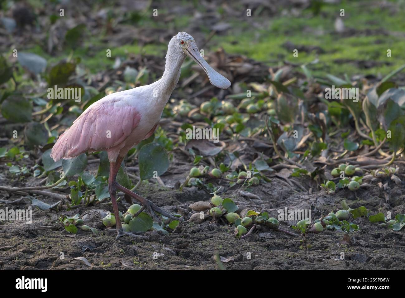 Roseate spoonbill (Ajaia ajaja), Pantanal, inland, wetland, UNESCO ...