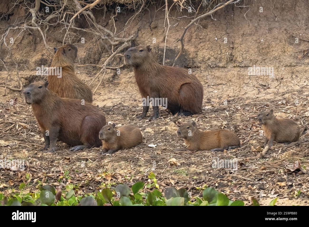 Capybara or capybara (Hydrochoerus hydrochaeris), group, Pantanal ...