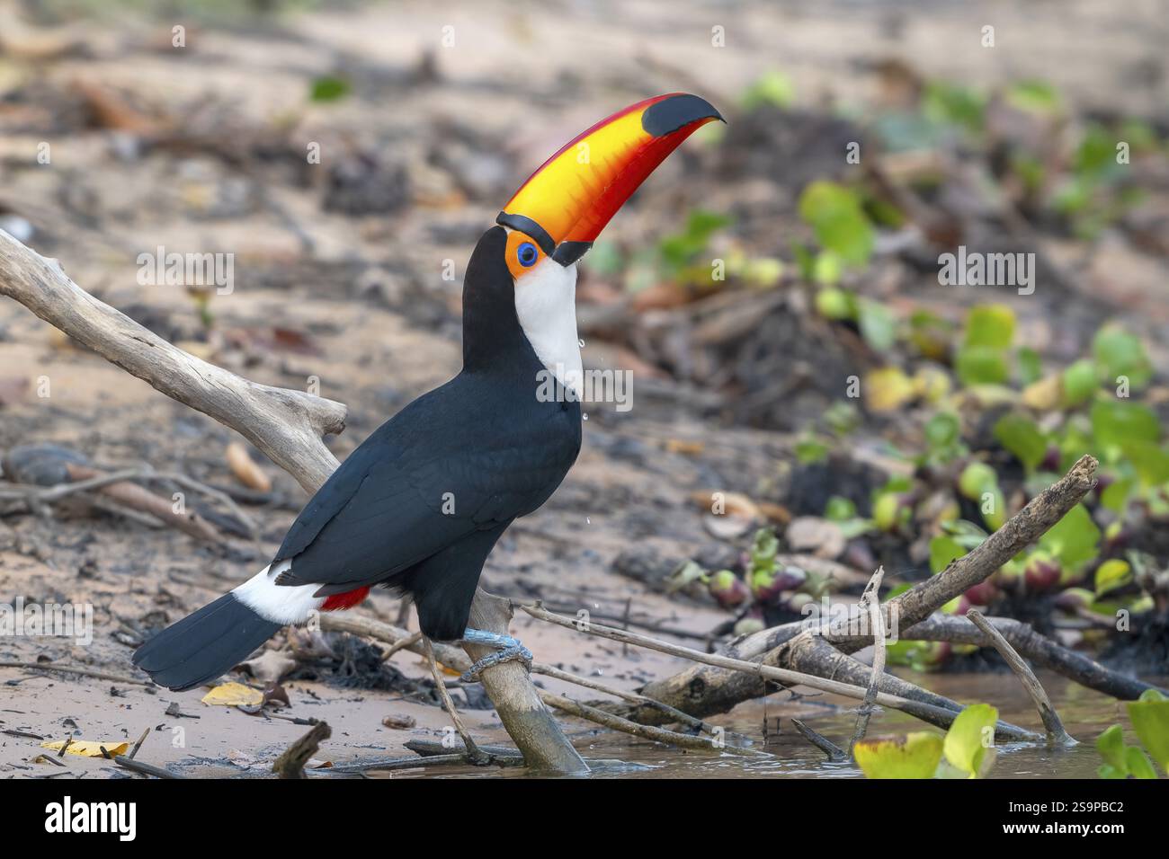 Giant toucan (Ramphastos toco), Pantanal, inland, wetland, UNESCO ...