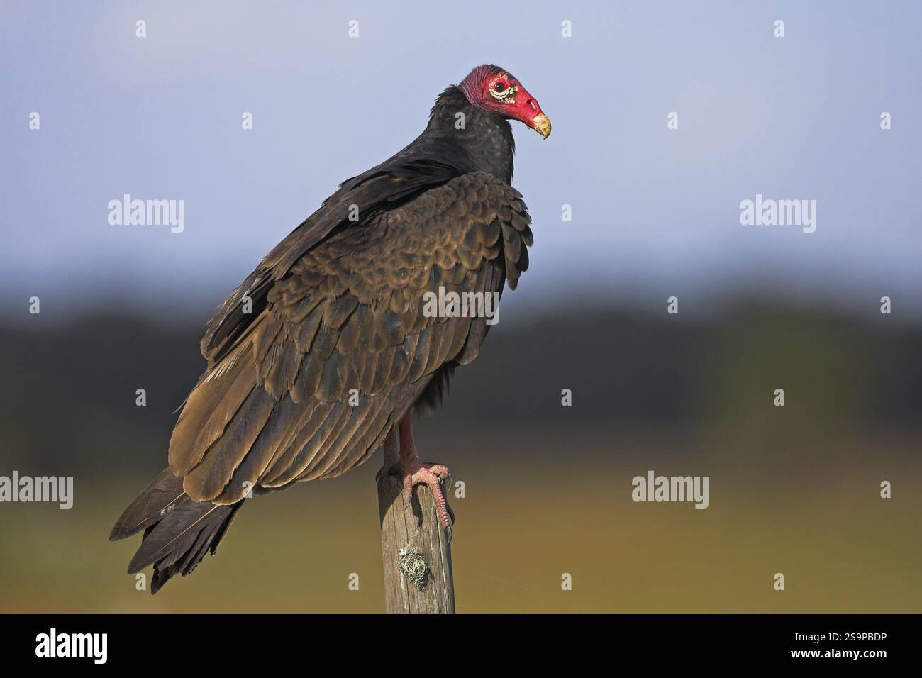 Turkey vulture, (Cathartes aura), vulture, animals, birds, perch, Joe ...