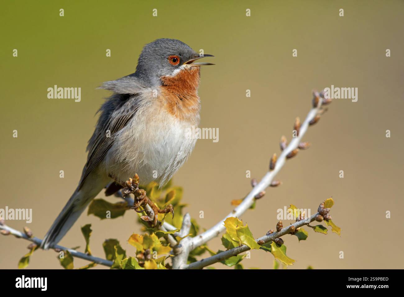 White-bearded warbler, (Sylvia cantillans), perch, biotope, bearded ...