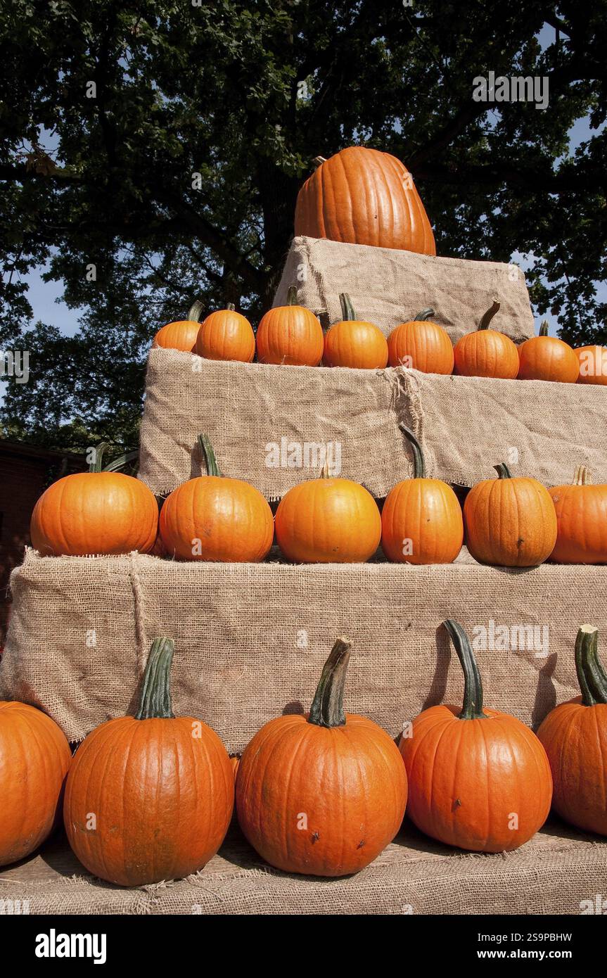 Large and small pumpkins stacked in a pyramid shape, weseke ...