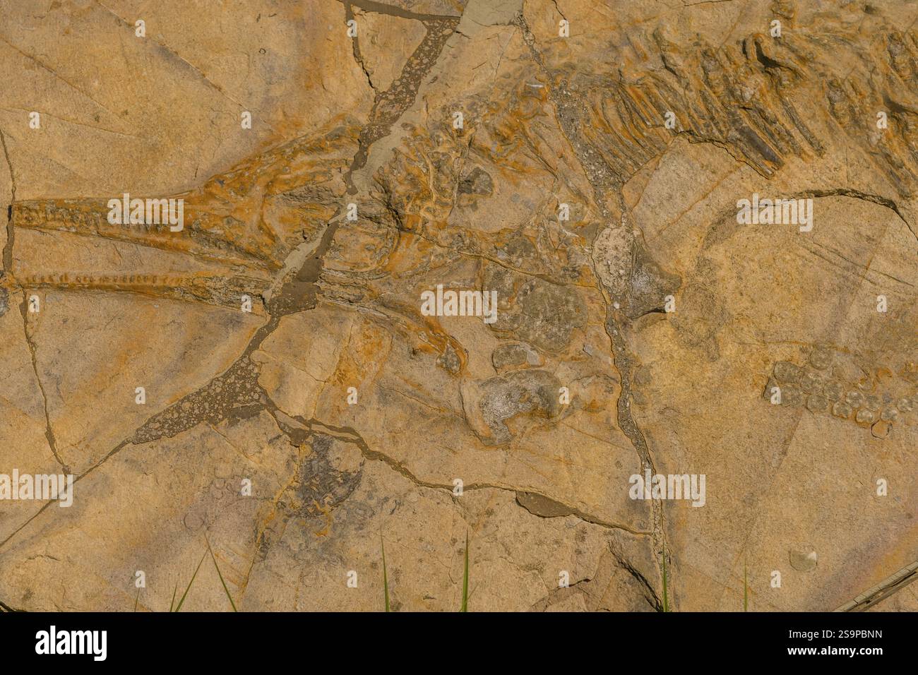 Taean, South Korea, August 14, 2019: Replica of prehistoric fish ...