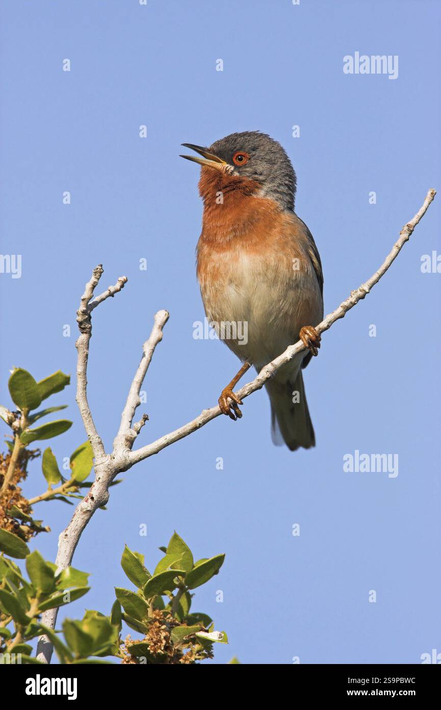 White-bearded warbler, (Sylvia cantillans), perch, biotope, bearded ...
