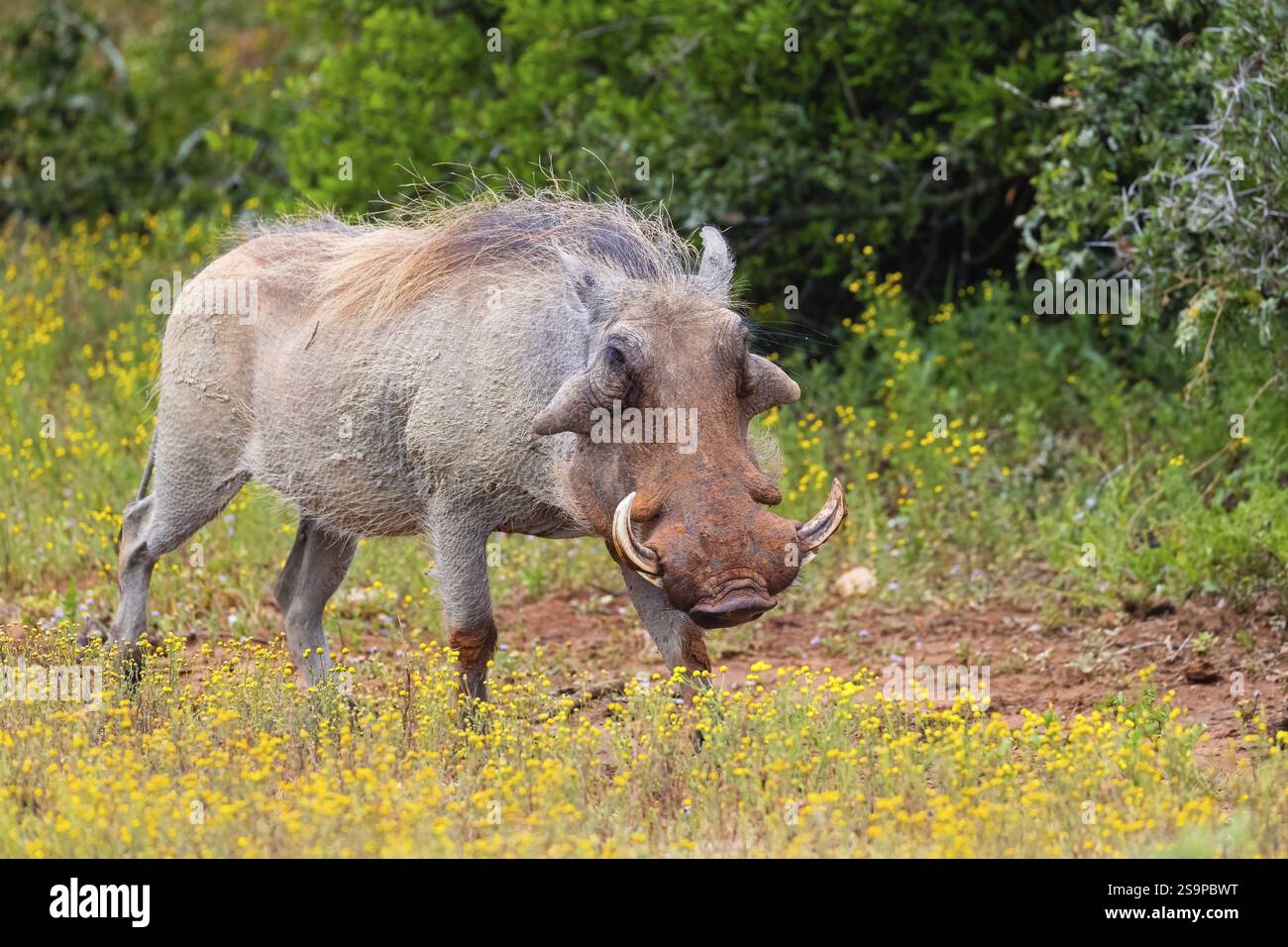 Warthog, (Phacochoerus africanus), animals, mammals, biotope, habitat ...