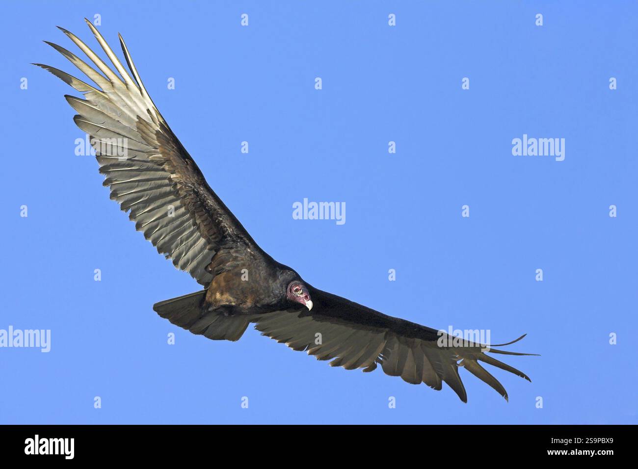 Turkey vulture, (Cathartes aura), flight, foraging, biotope, habitat ...