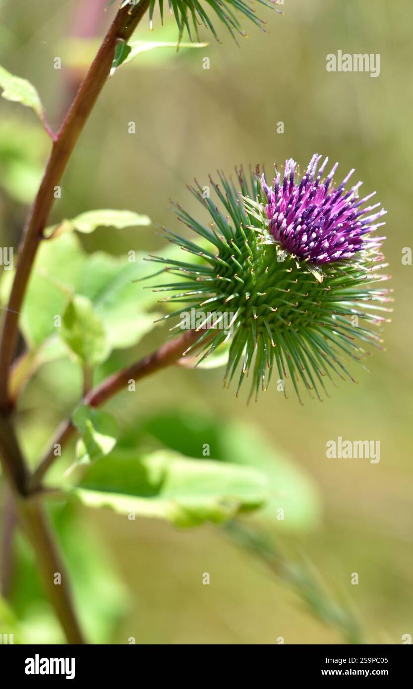 the prickly balls are purple burdock flowers Stock Photo - Alamy