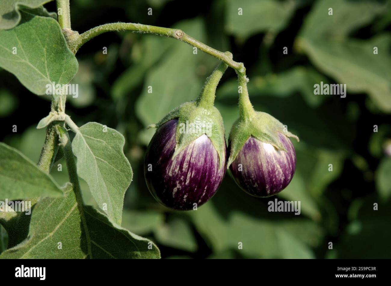 Vegetable, Brinjal aubergine egg plant on tree, Akola, Maharashtra ...
