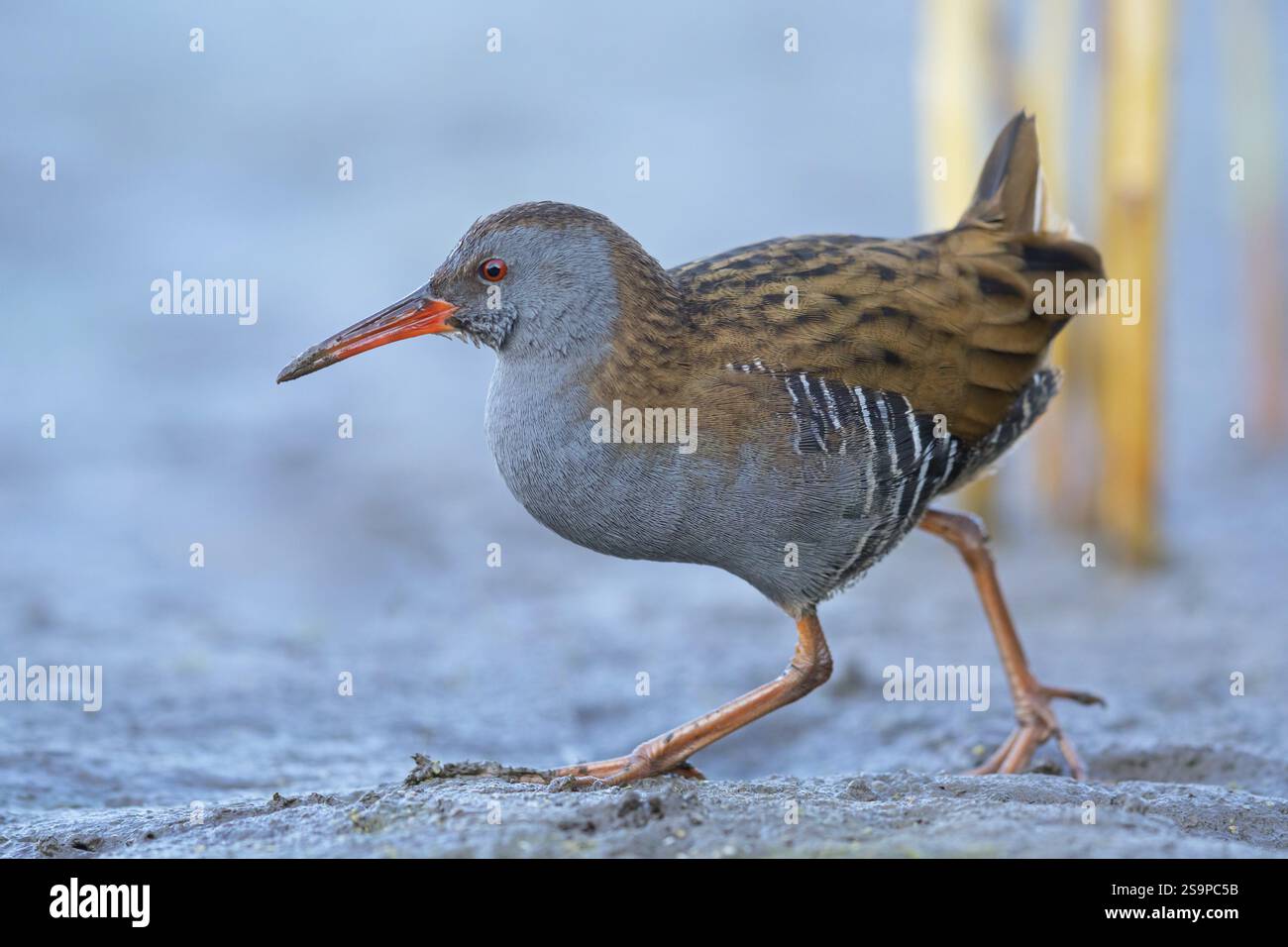 Water rail, (Rallus aquaticus), biotope, habitat, animal, animals ...