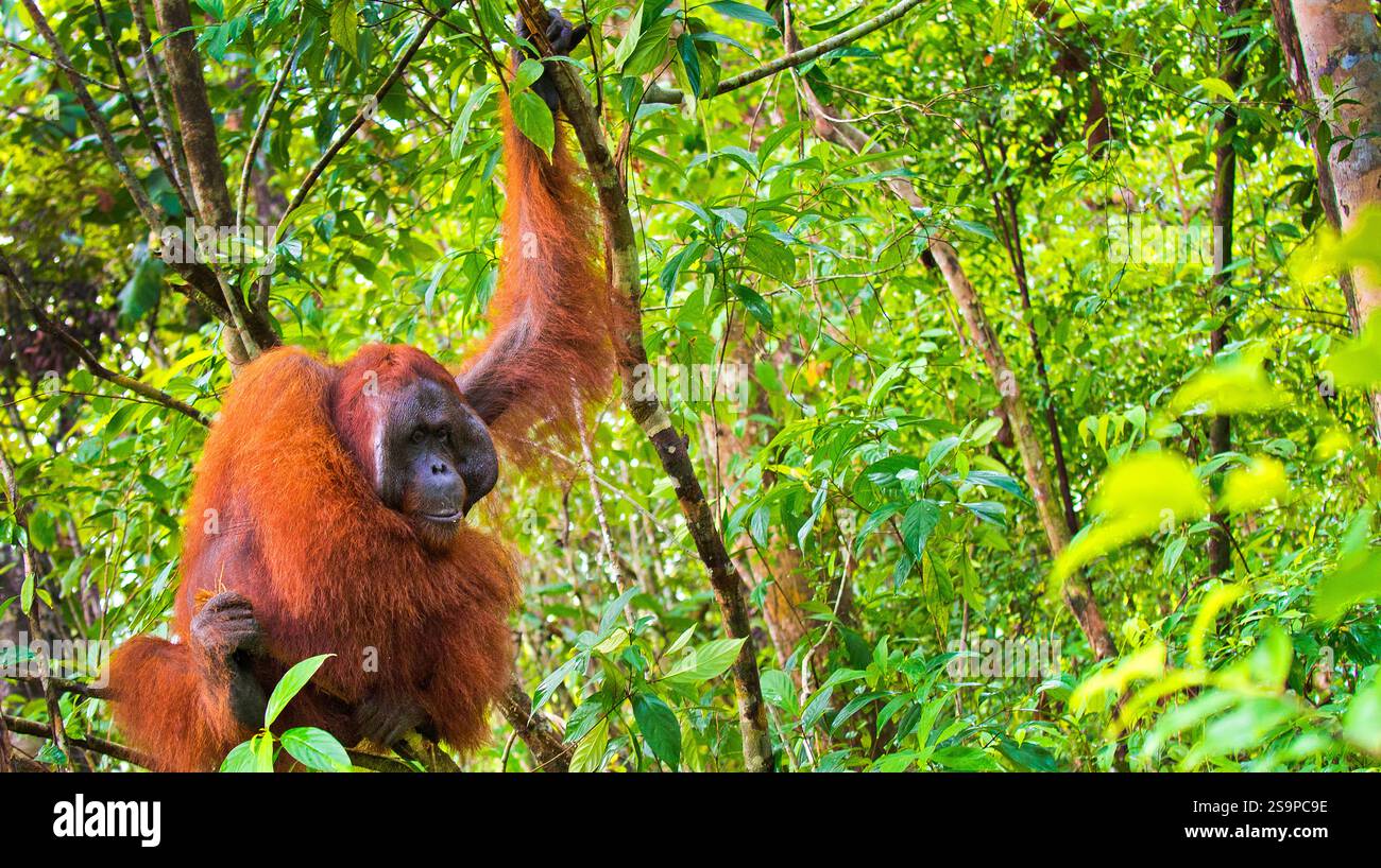 Orangutan, Pongo pygmaeus, Tanjung Puting National Park, Kalimantan ...