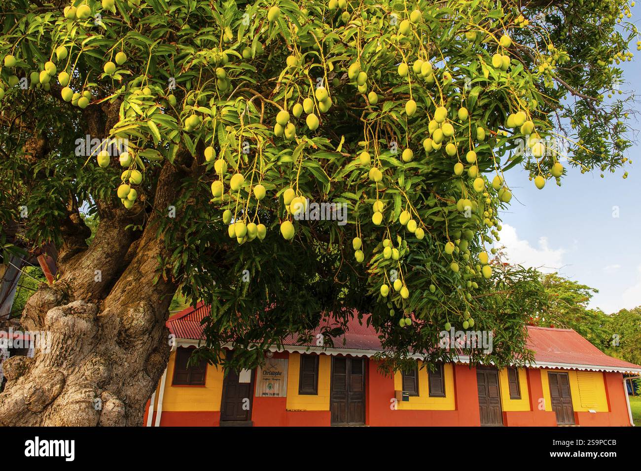 Mango tree loaded with fruit at Tartane, Martinique, French Antilles ...