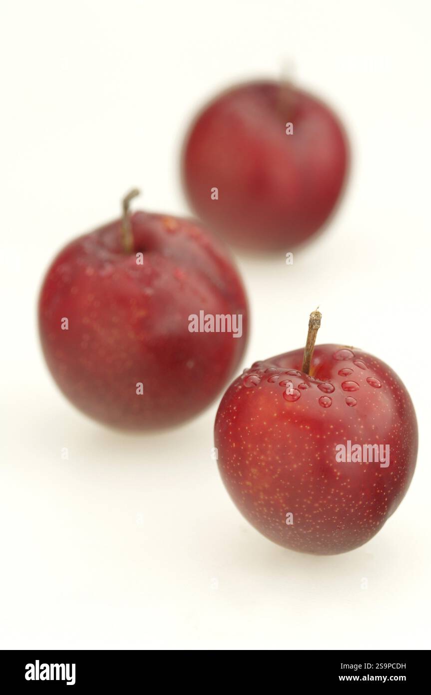 Fruit, three plum feathers on a white background Stock Photo - Alamy