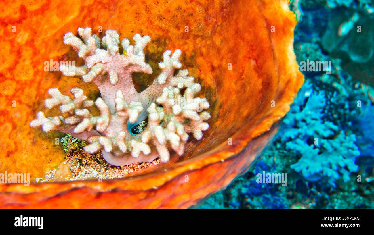 Hard coral into Barrel Sponge, Reef Building Corals, Coral Reef, Lembeh ...