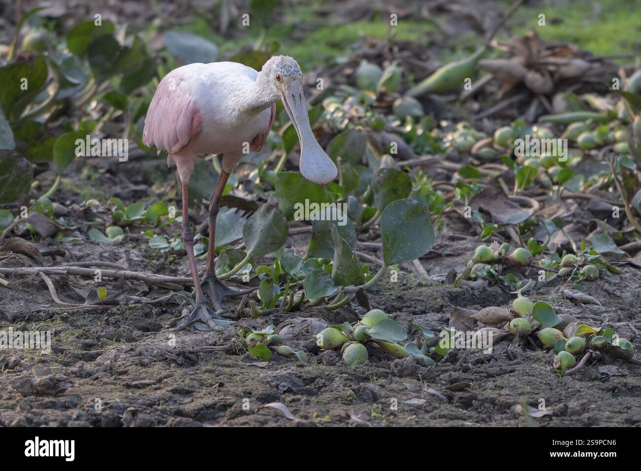 Roseate spoonbill (Ajaia ajaja), Pantanal, inland, wetland, UNESCO ...