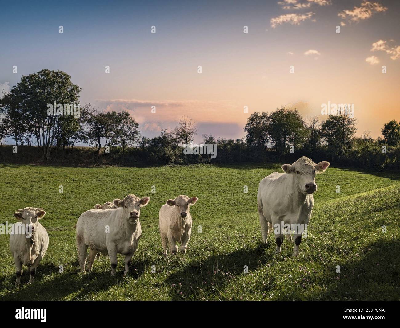 Species-appropriate animal husbandry, cows on a pasture in Hesse Stock ...