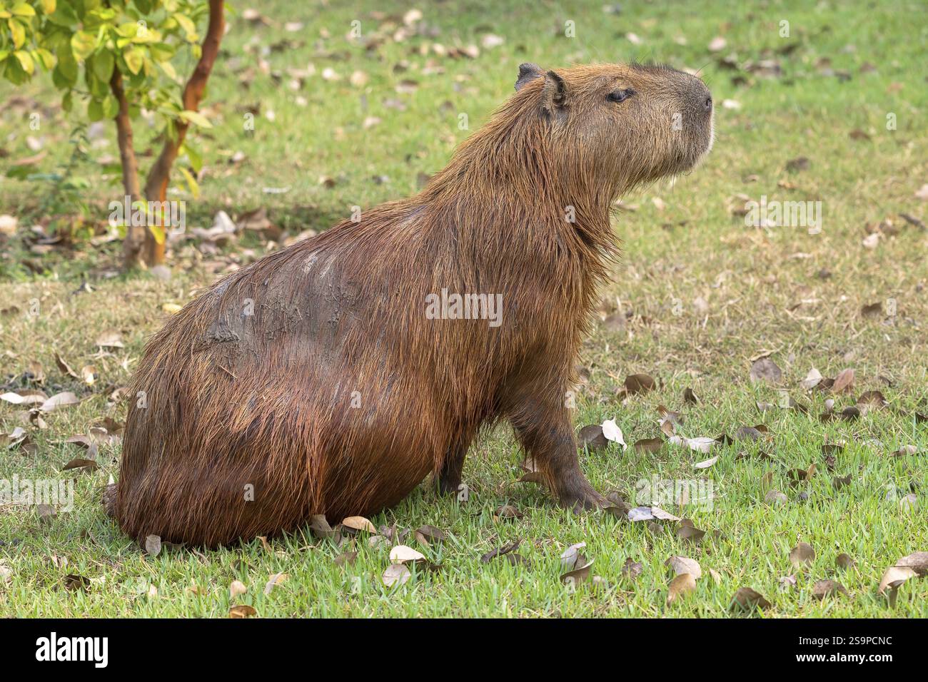 Capybara or capybara (Hydrochoerus hydrochaeris), Pantanal, inland ...