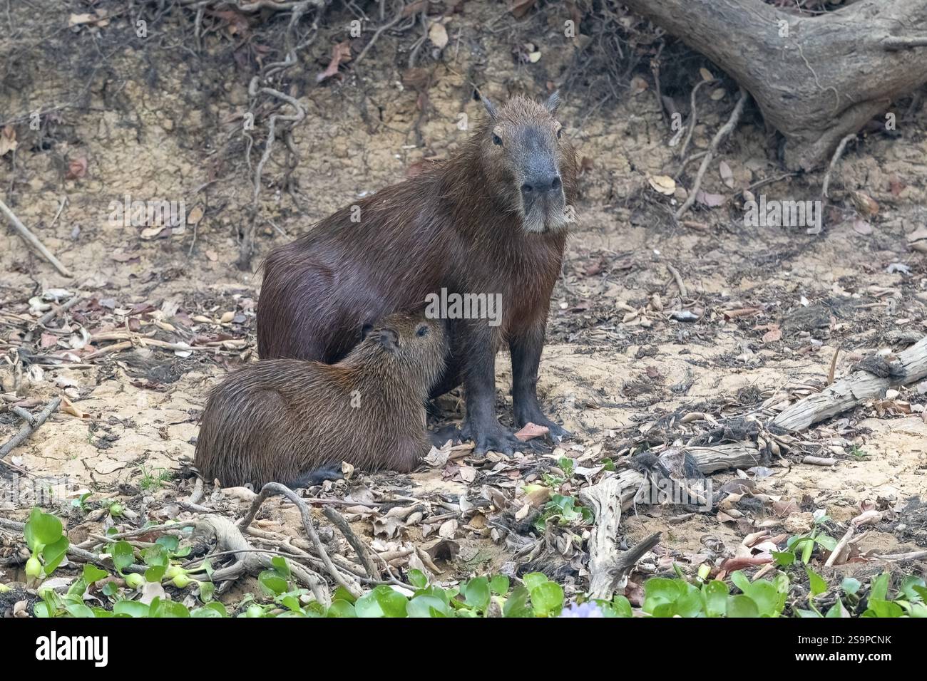 Capybara or capybara (Hydrochoerus hydrochaeris), young animal being ...